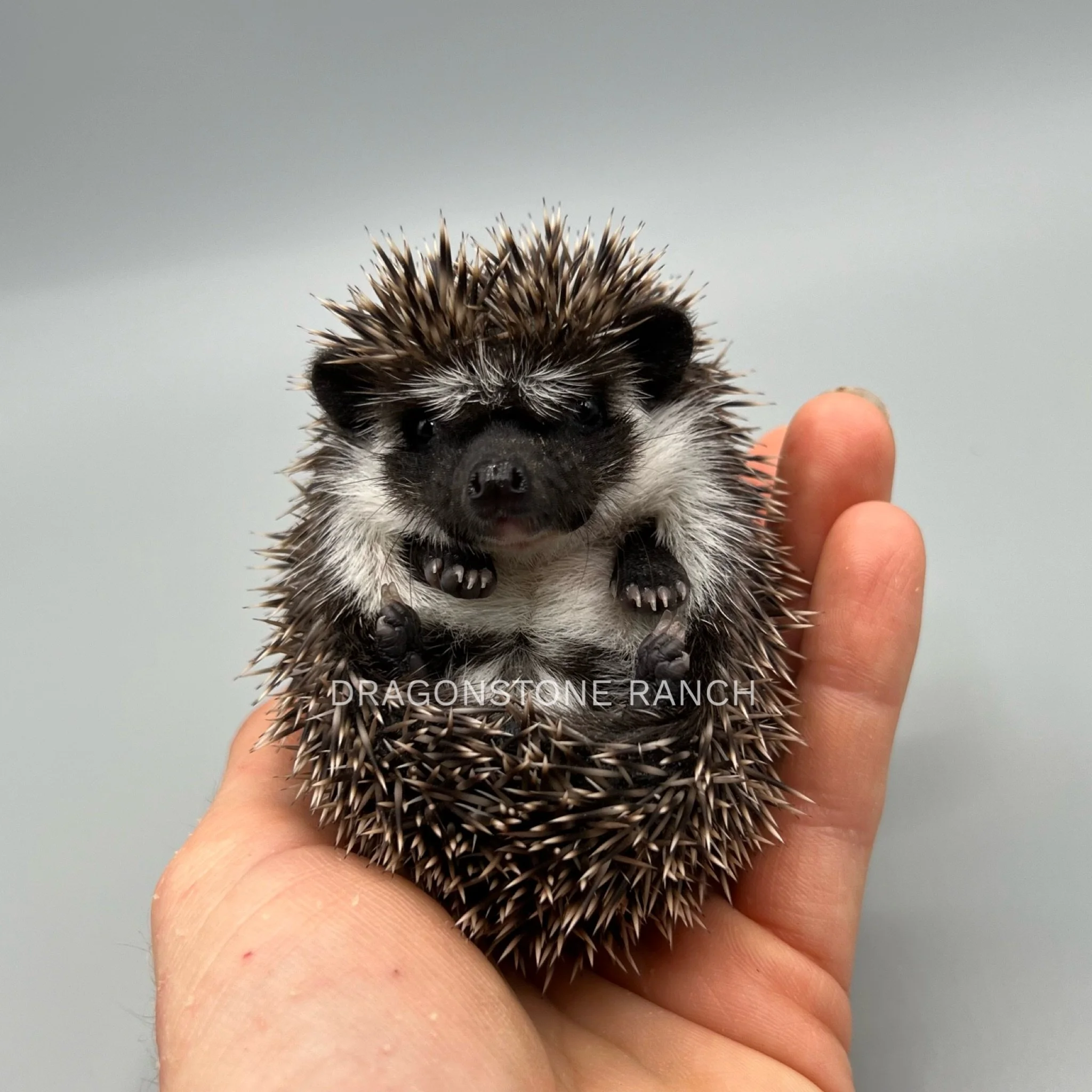 Baby â žhedgehogs For Sale Pet Hedgehog Breeder Dragonstone Ranch