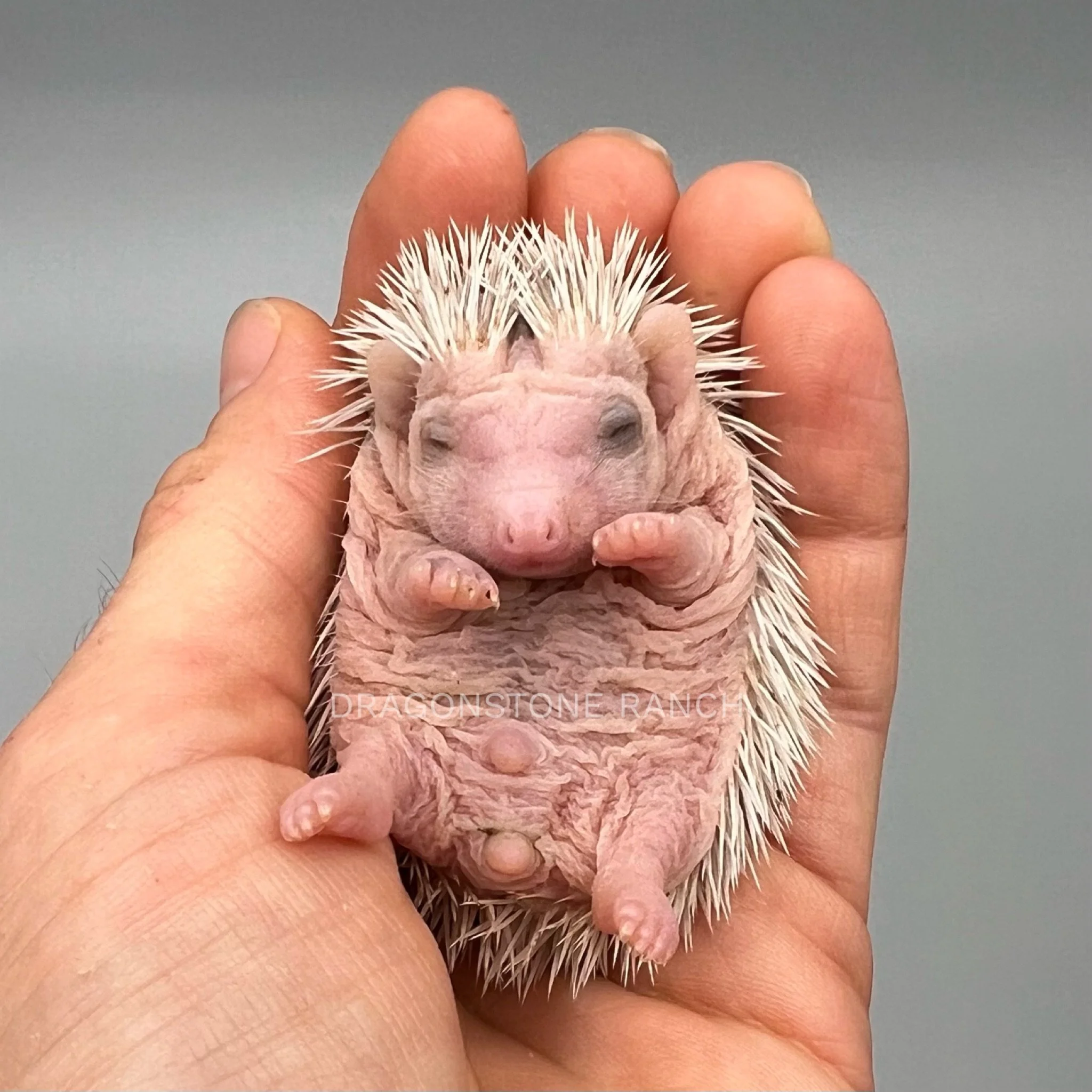 Baby ‎Hedgehogs For Sale | Pet Hedgehog Breeder | Dragonstone Ranch