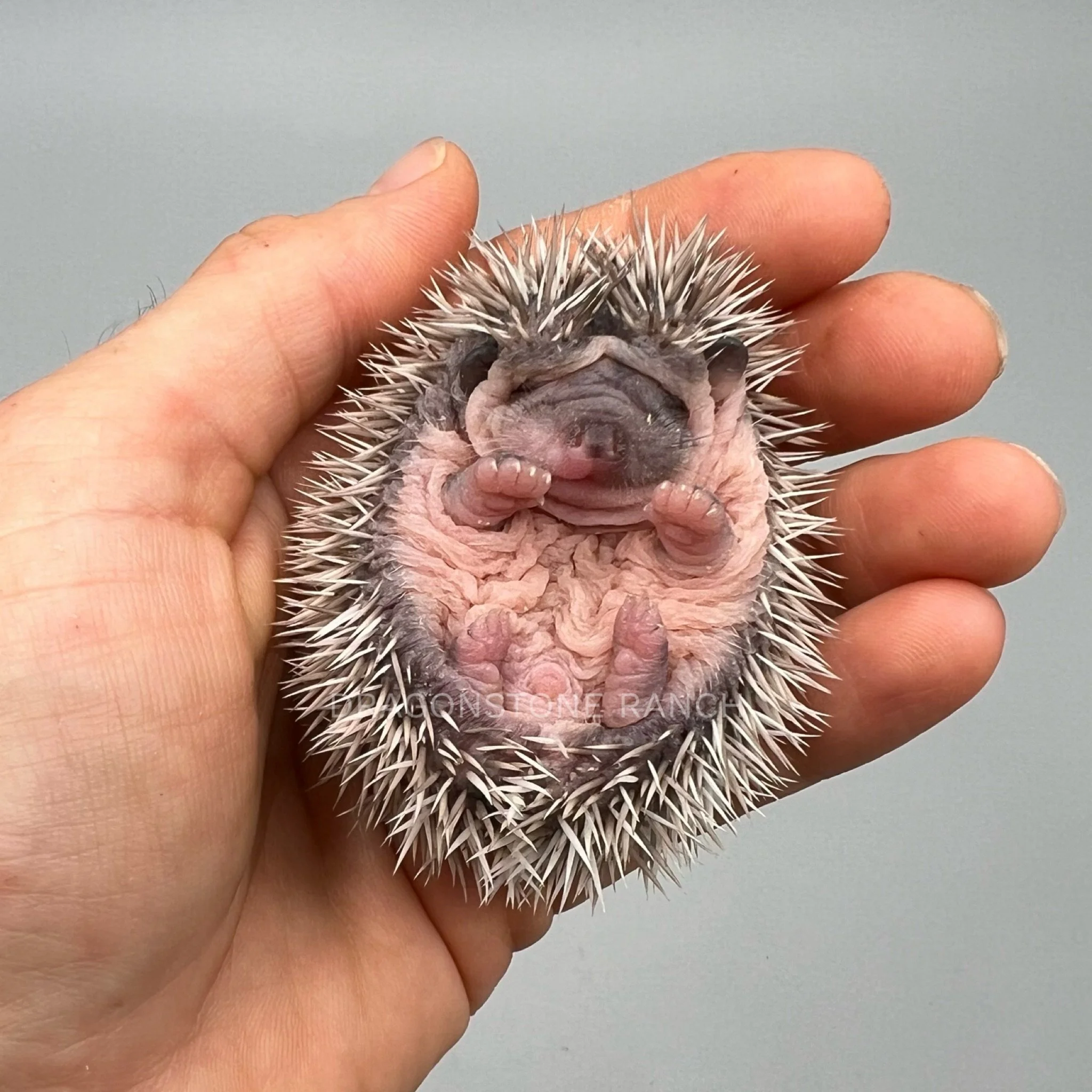 Baby ‎Hedgehogs For Sale | Pet Hedgehog Breeder | Dragonstone Ranch