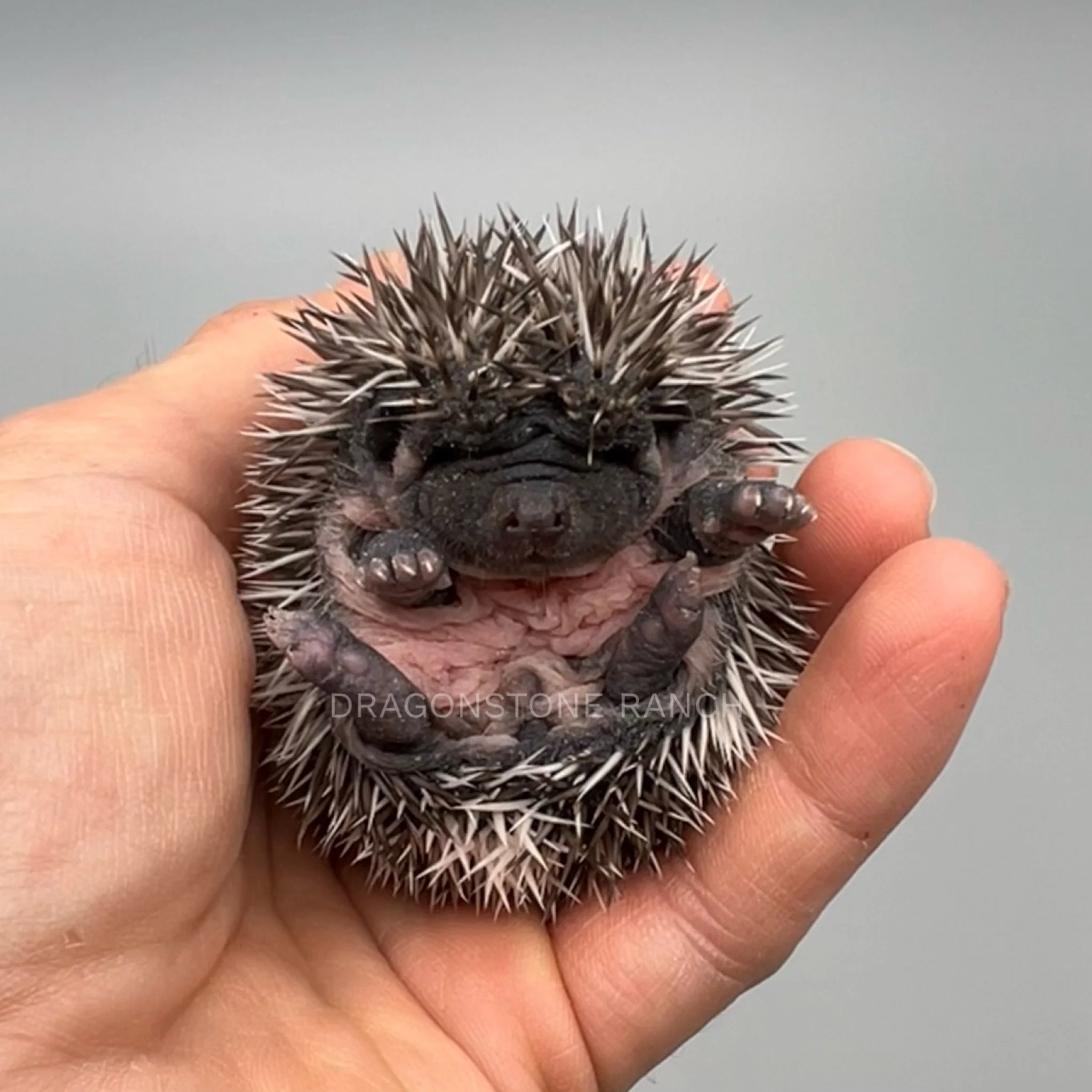 Baby ‎Hedgehogs For Sale | Pet Hedgehog Breeder | Dragonstone Ranch