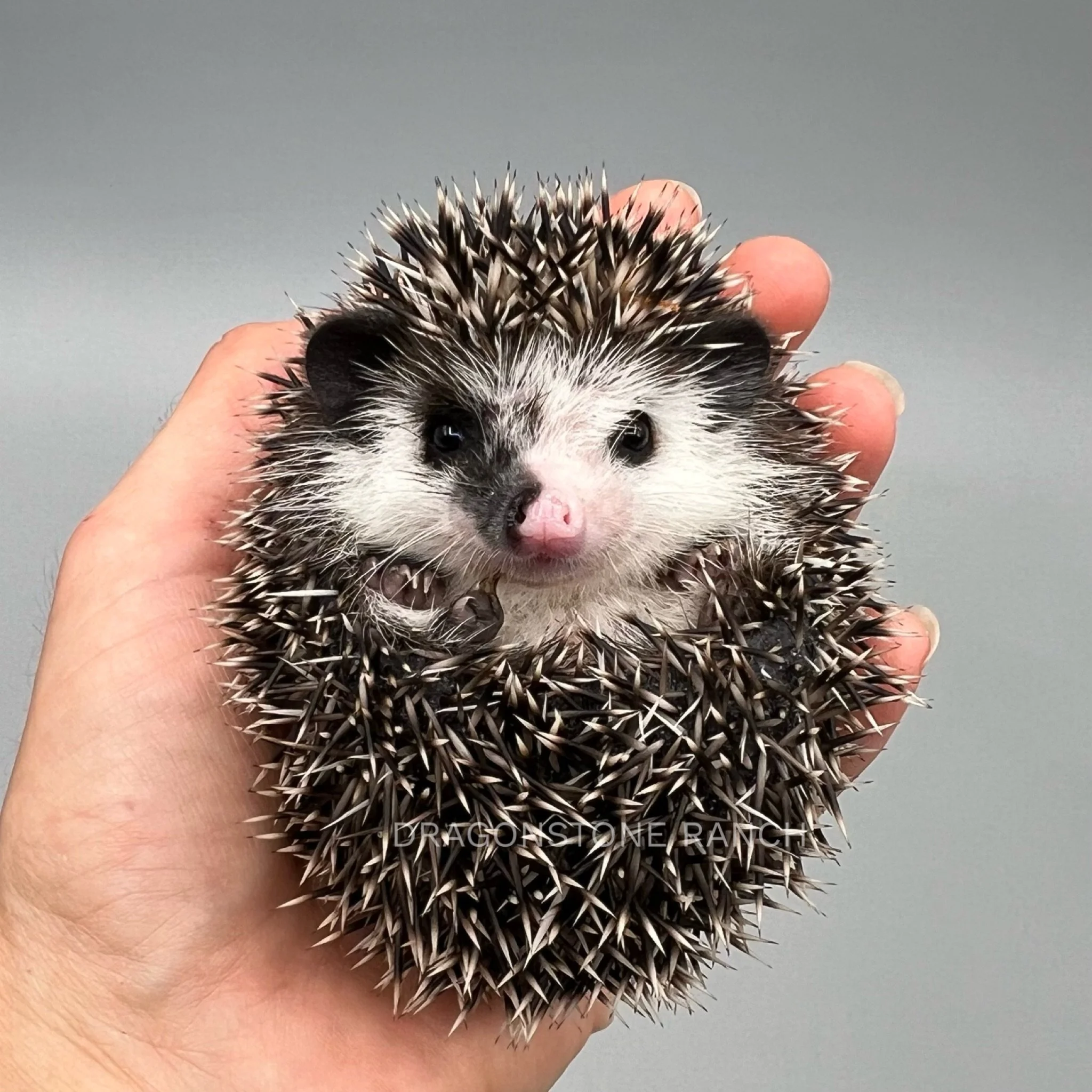 Baby ‎Hedgehogs | Hedgehog Breeder | Dragonstone Ranch