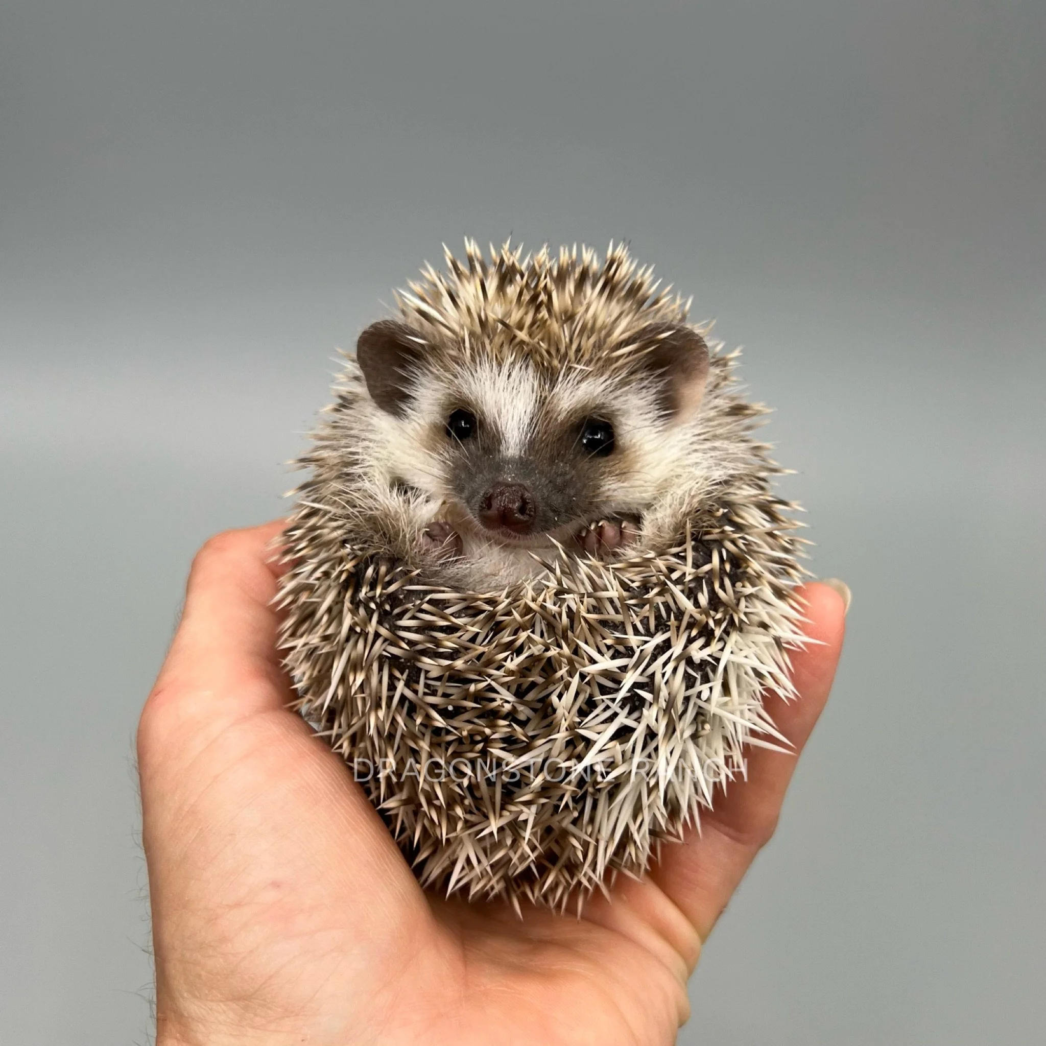 Baby ‎Hedgehogs For Sale | Pet Hedgehog Breeder | Dragonstone Ranch