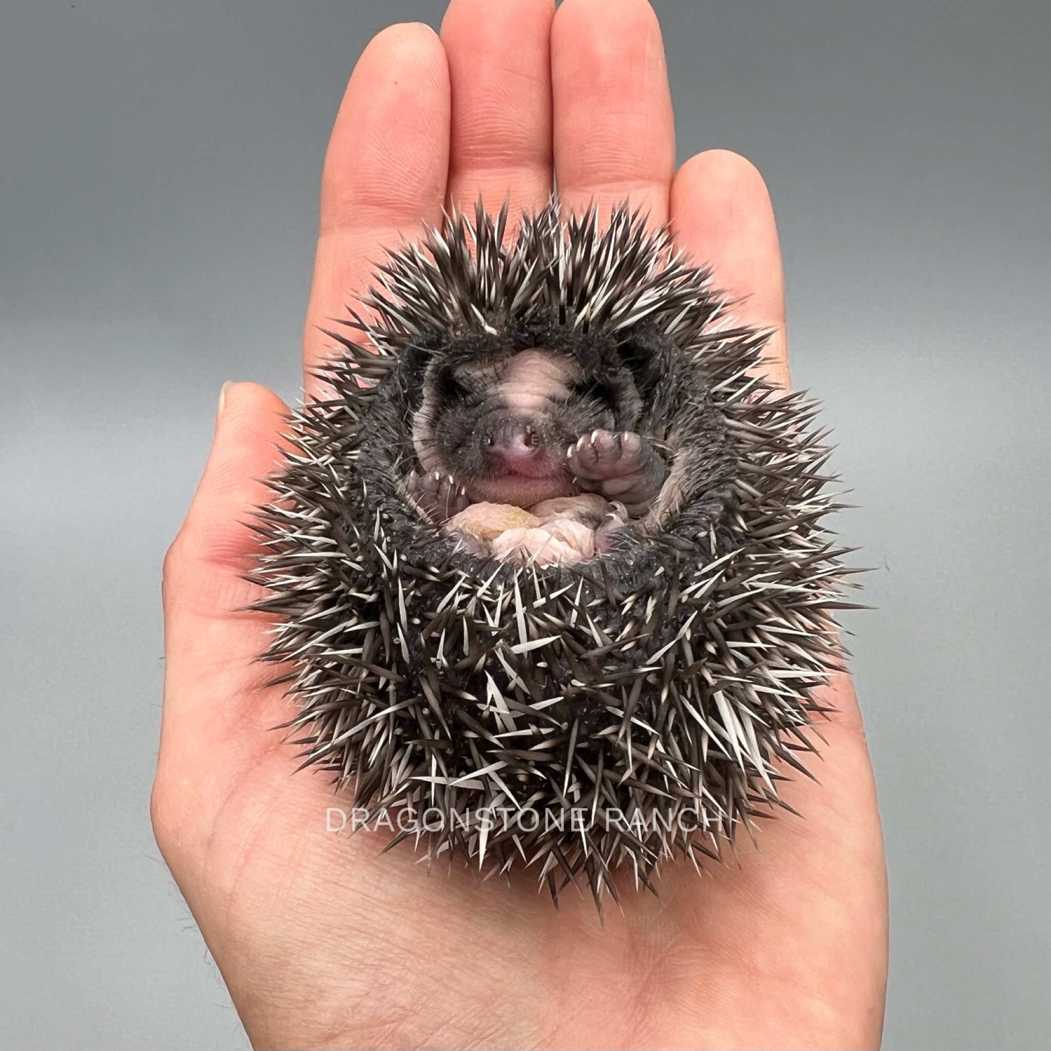 Cane $325 — DRAGONSTONE RANCH