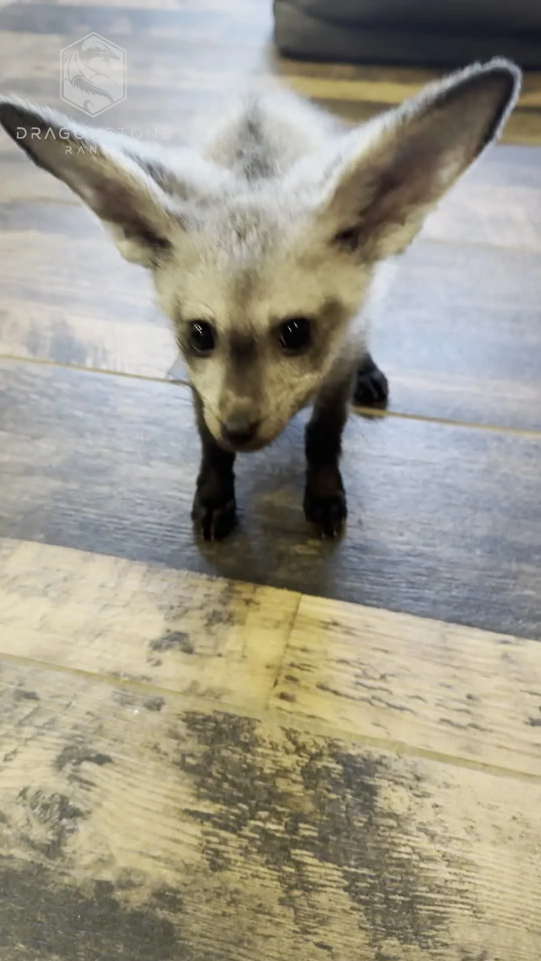 Exotic Animal Breeder in Texas | Dragonstone Ranch