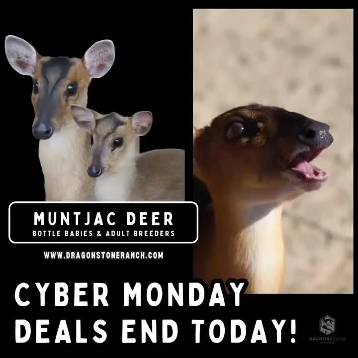 Exotic Animal Breeder in Texas | Dragonstone Ranch