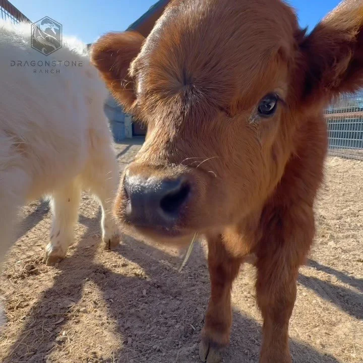 Exotic Animal Breeder in Texas | Dragonstone Ranch