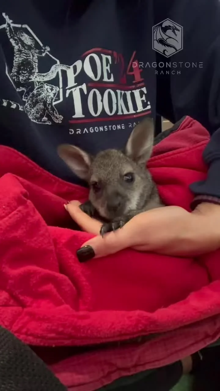 Exotic Animal Breeder in Texas | Dragonstone Ranch