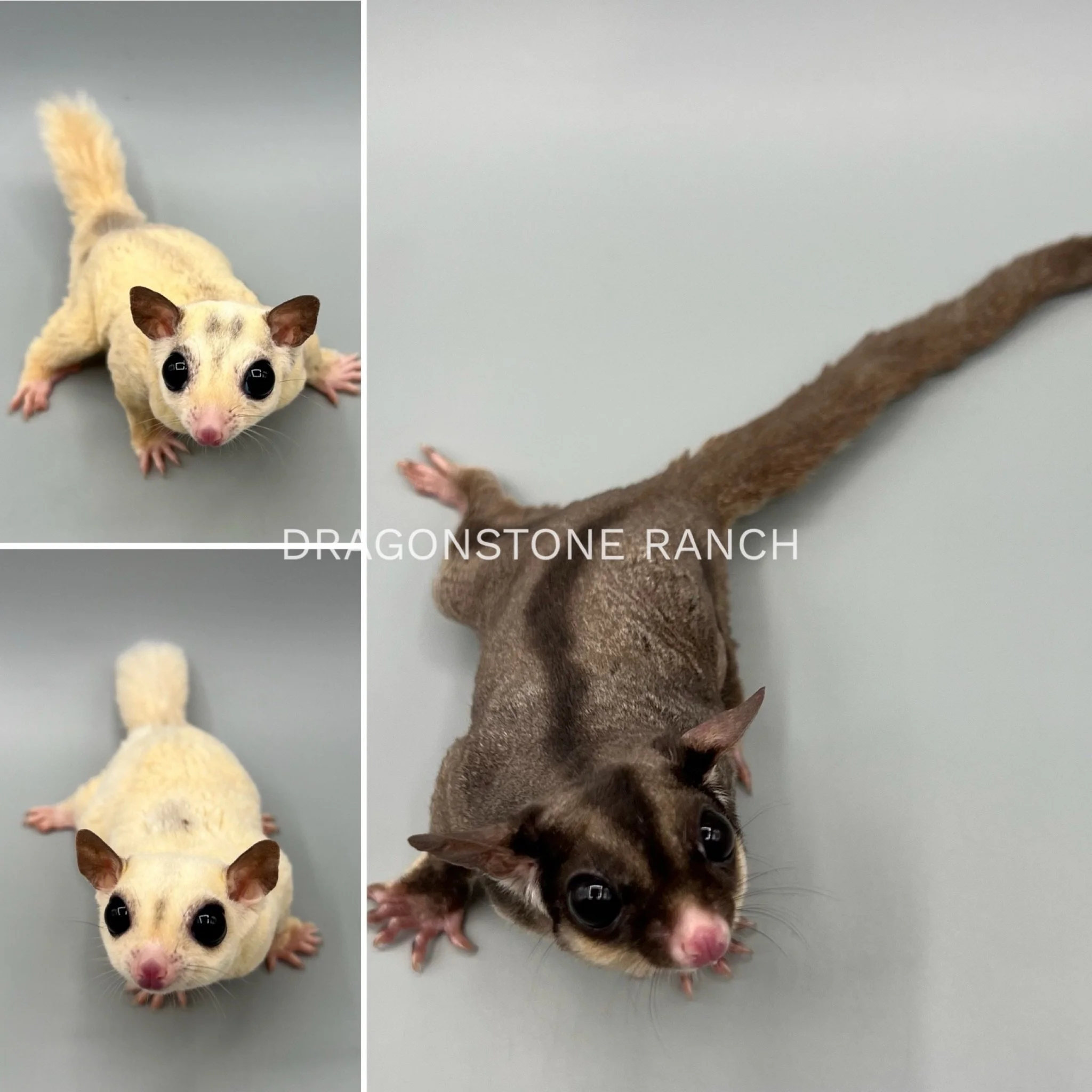 #81 Kane & Kaira $300 — DRAGONSTONE RANCH