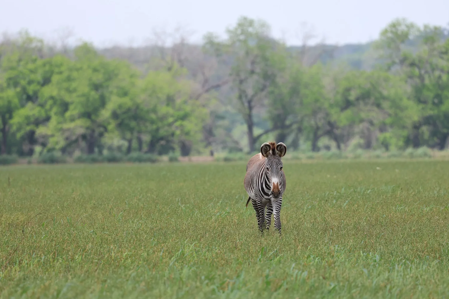 Exotic Animal Breeder in Texas | Dragonstone Ranch