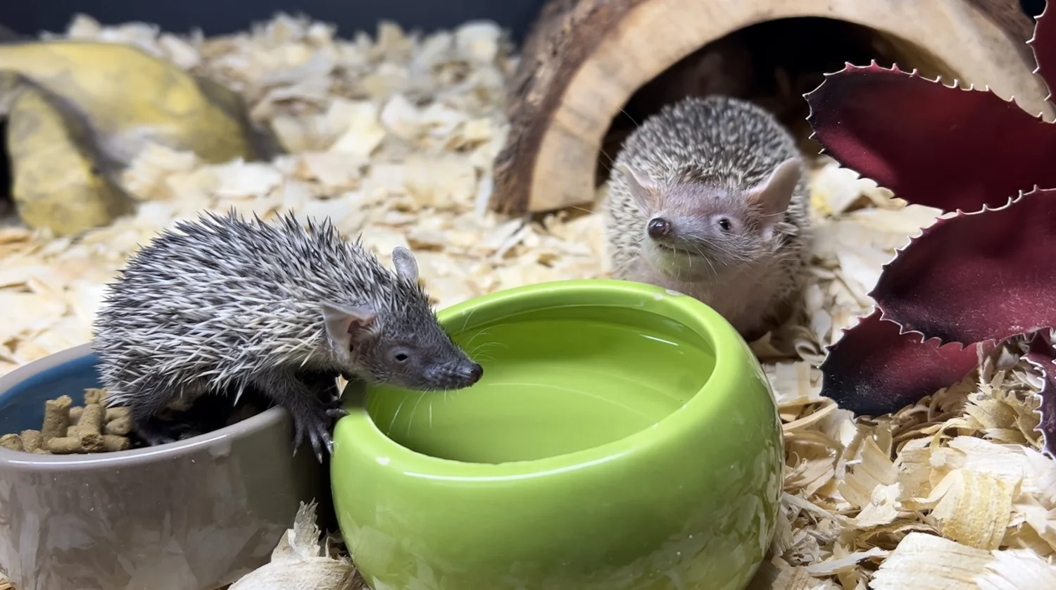 Baby Lesser Hedgehog Tenrecs For Sale | Dragonstone Ranch