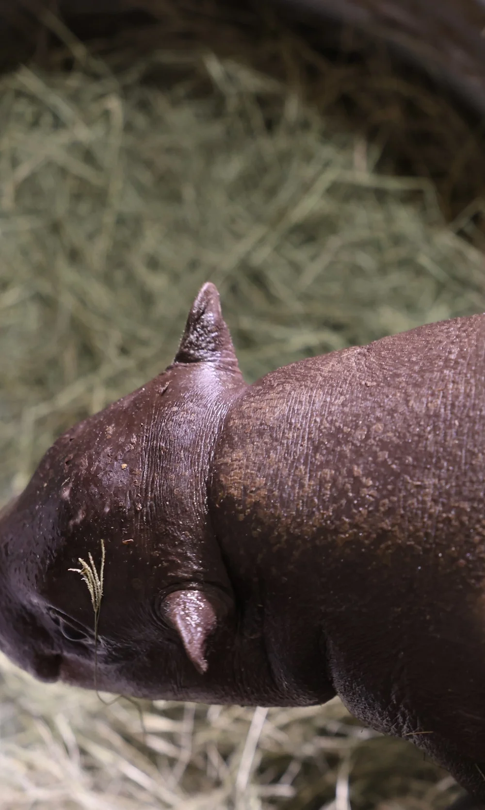Our Exotic Animal Blog | Dragonstone Ranch