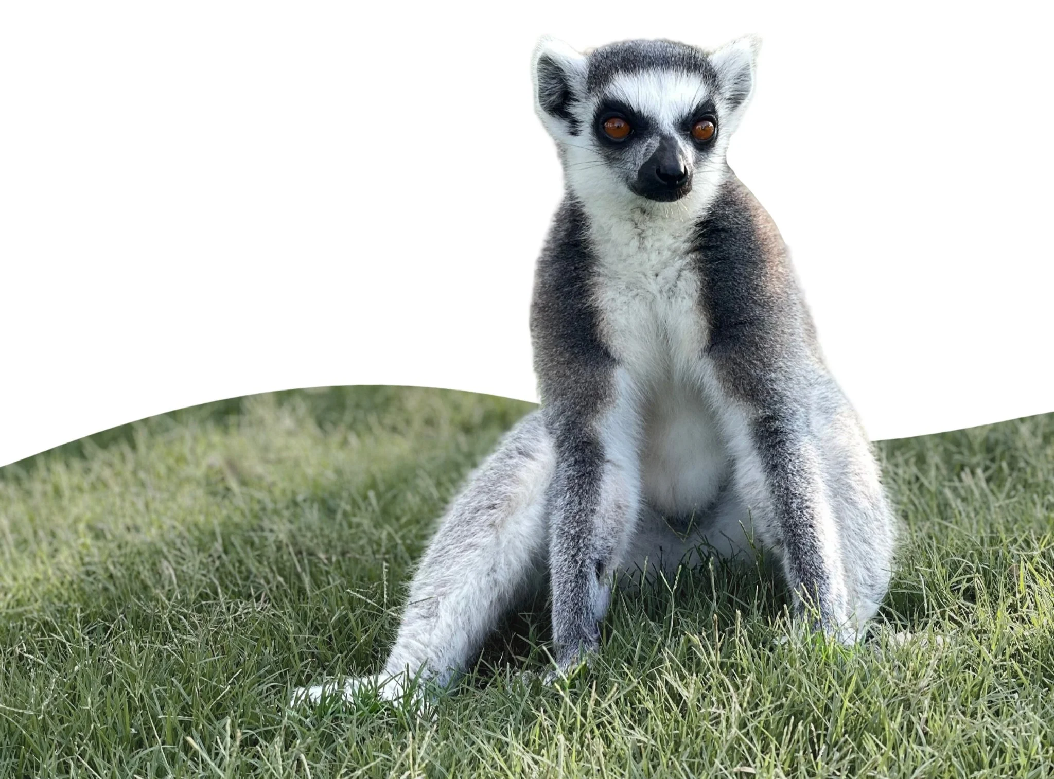 ‎Lemurs for Sale in Texas | Dragonstone Ranch