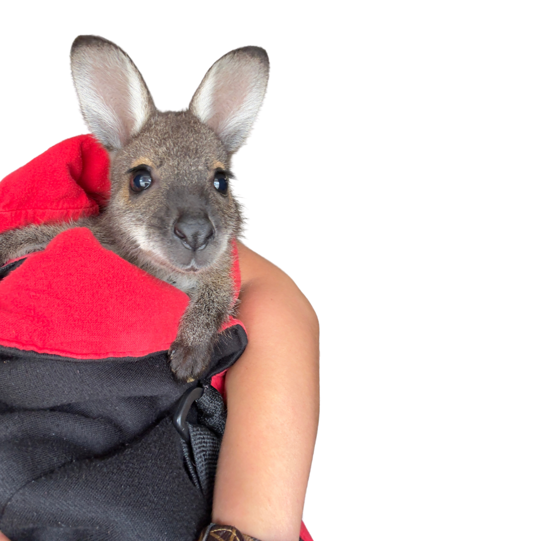 Pet ‎Kangaroo & Wallaby Babies For Sale | Dragonstone Ranch
