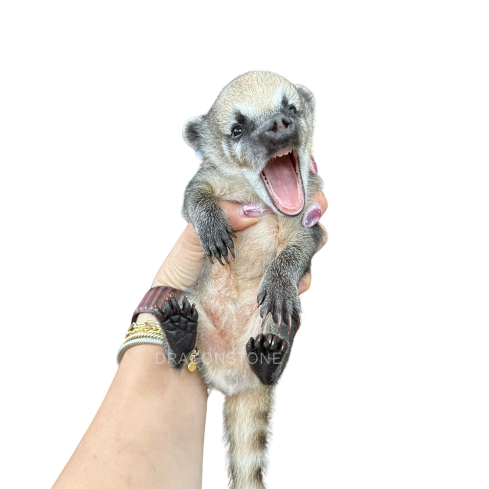 Bottle ‎Baby Coatimundi For Sale | Pet Coatis | Dragonstone Ranch