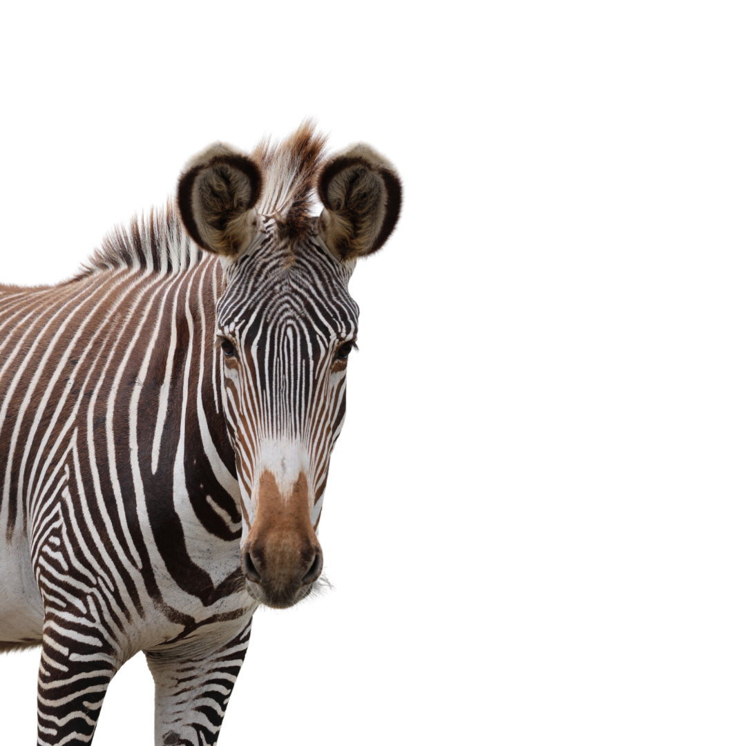Deer, Antelope, & Zebra Bottle Babies For Sale | Dragonstone Ranch