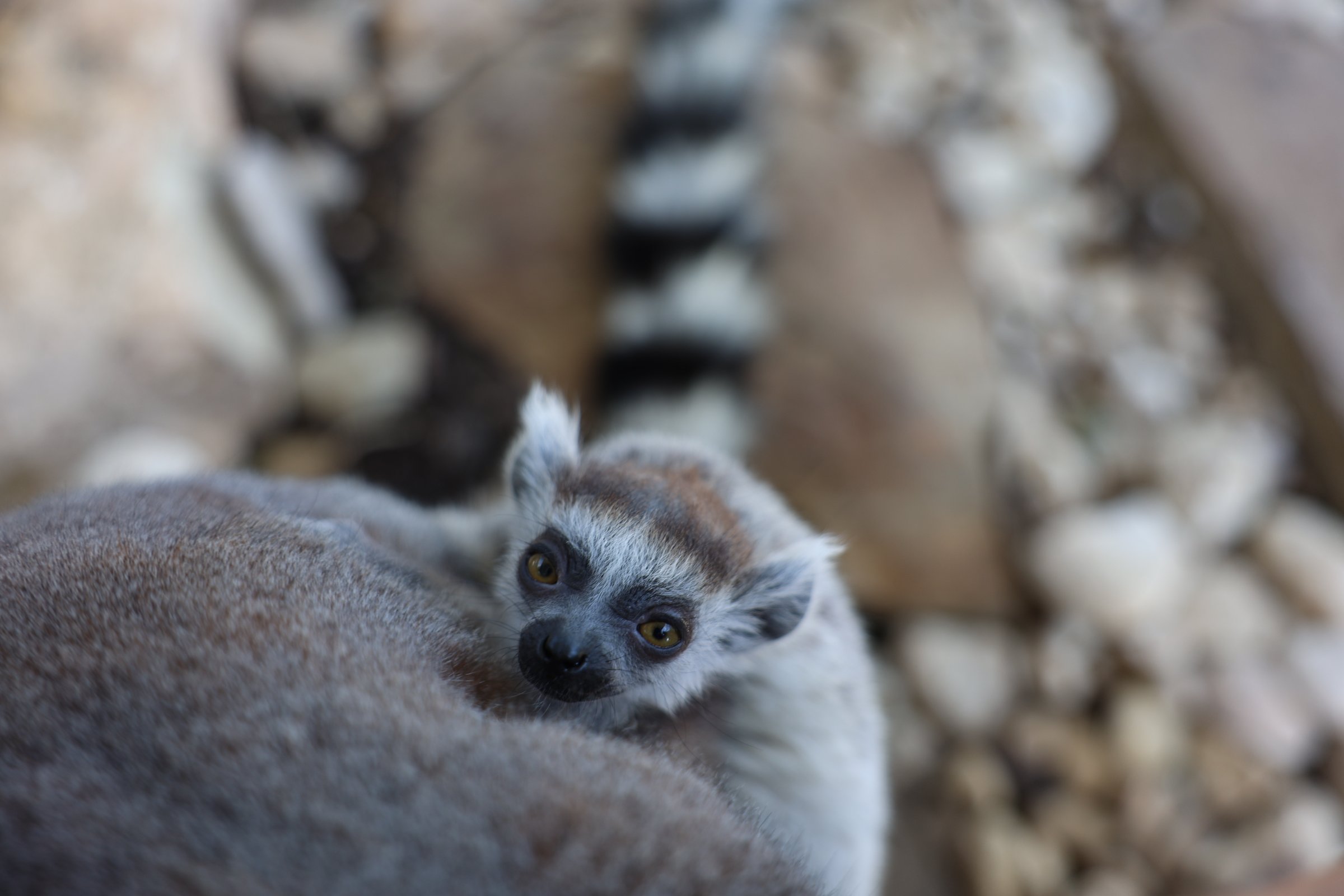 ‎Lemurs for Sale in Texas | Dragonstone Ranch