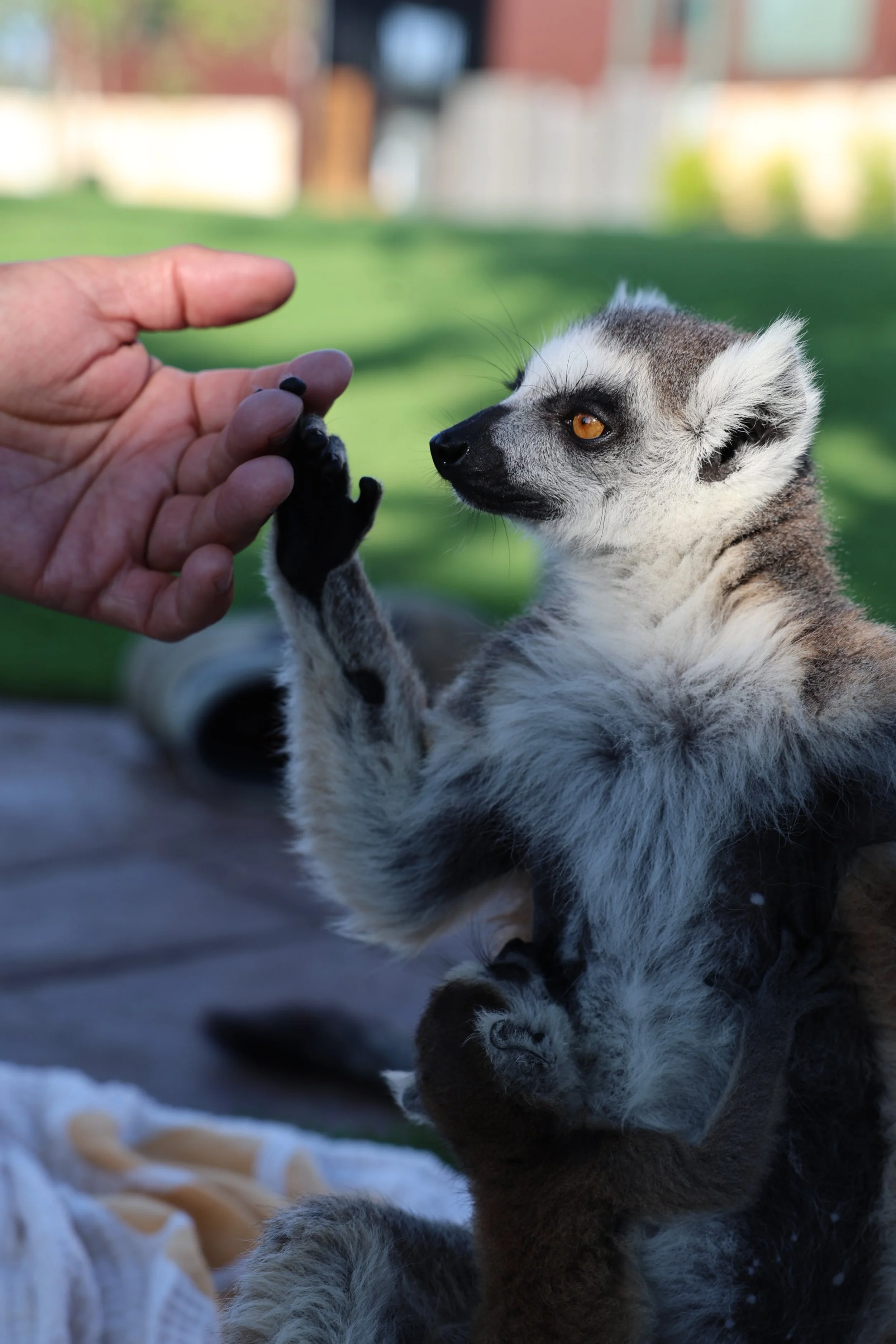 Exotic Animal Breeder in Texas | Dragonstone Ranch