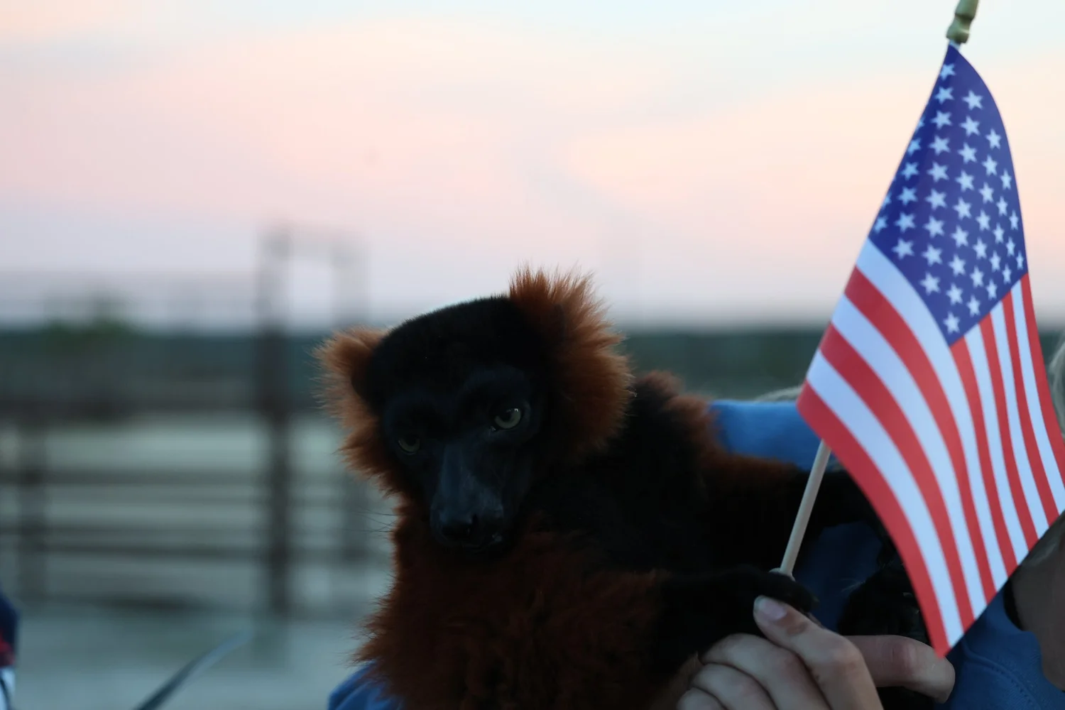 Exotic Animal Breeder in Texas | Dragonstone Ranch
