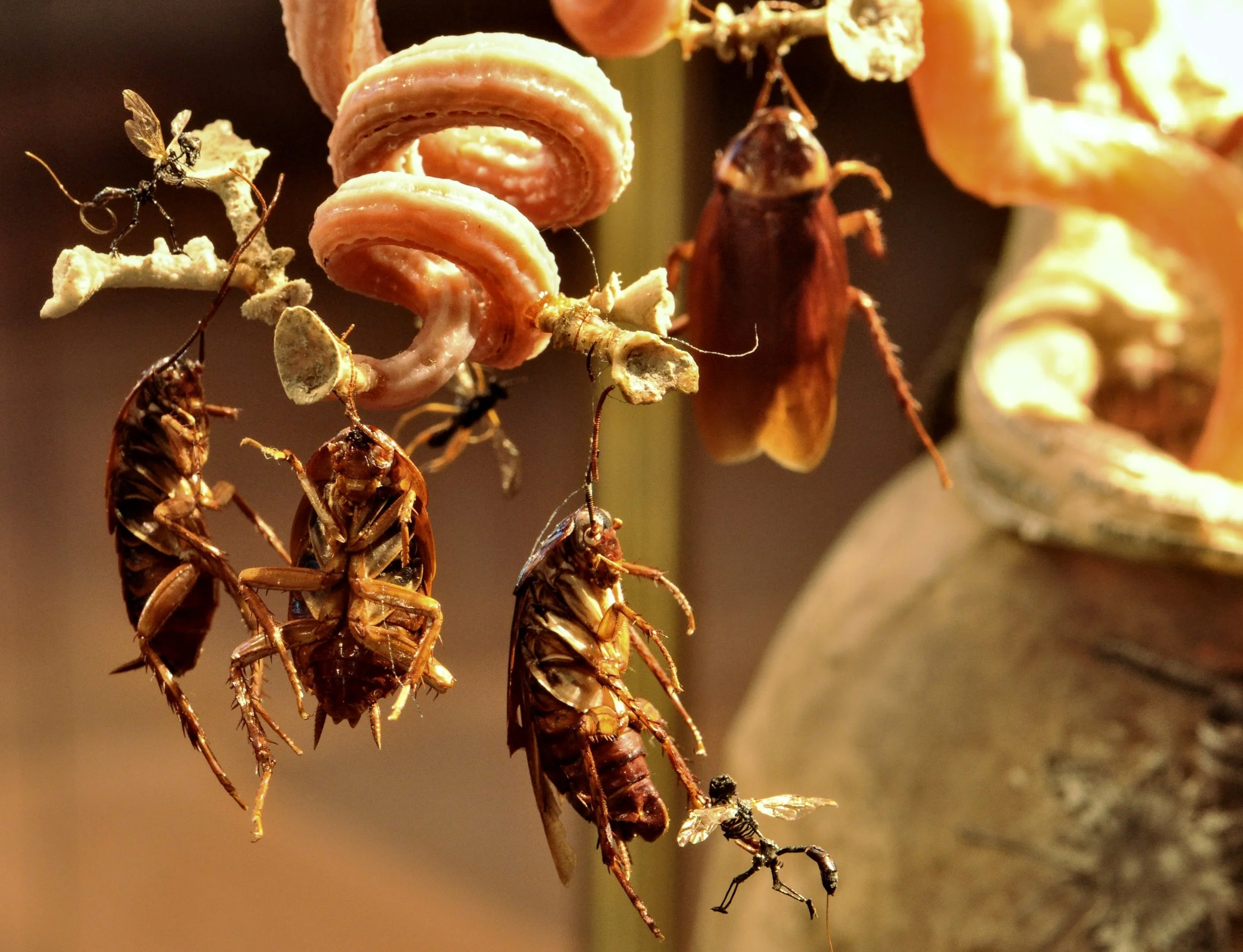 KAFKA, INSECTS, AND DISGUST — SEISMA Magazine