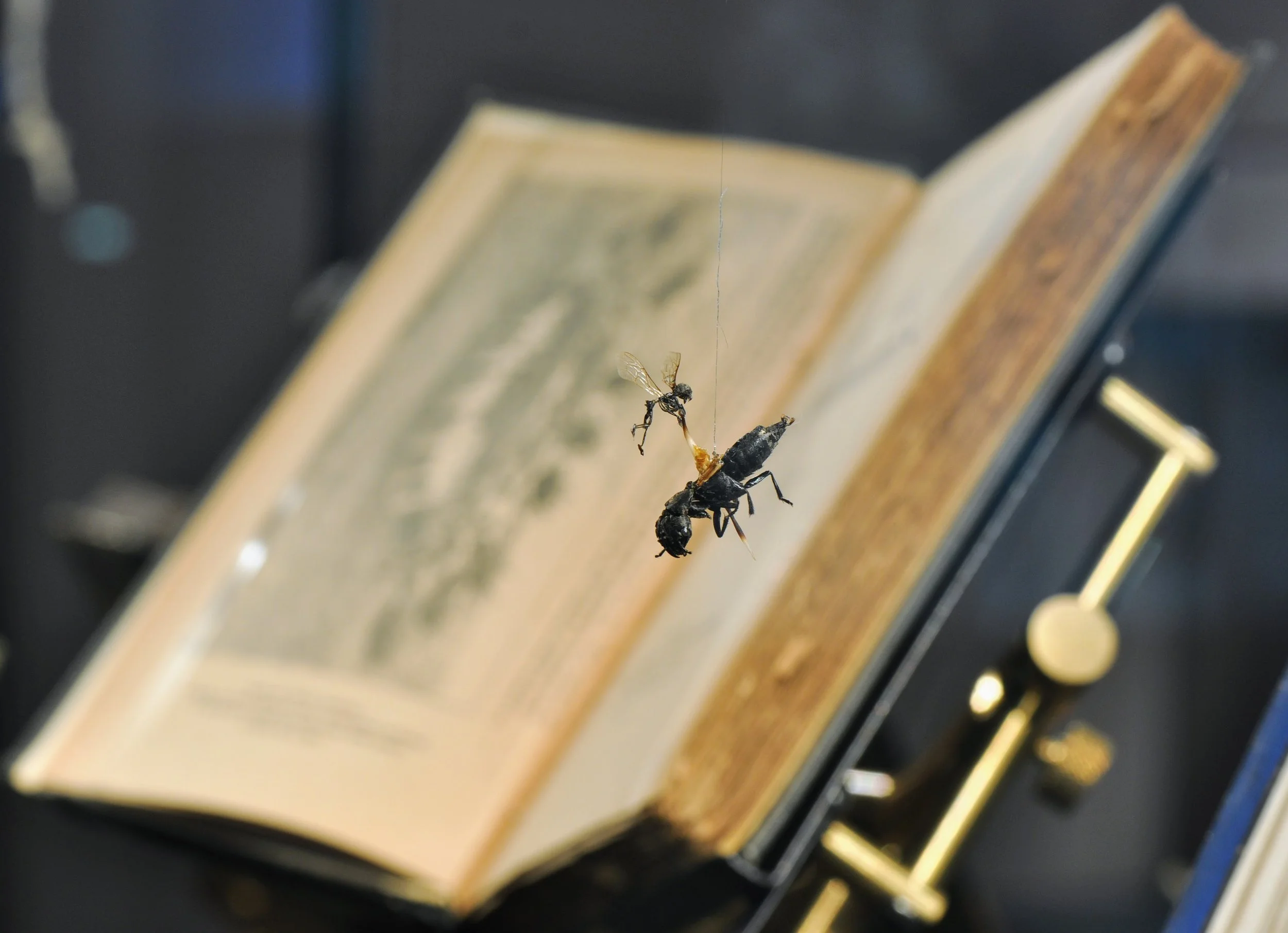 KAFKA, INSECTS, AND DISGUST — SEISMA Magazine