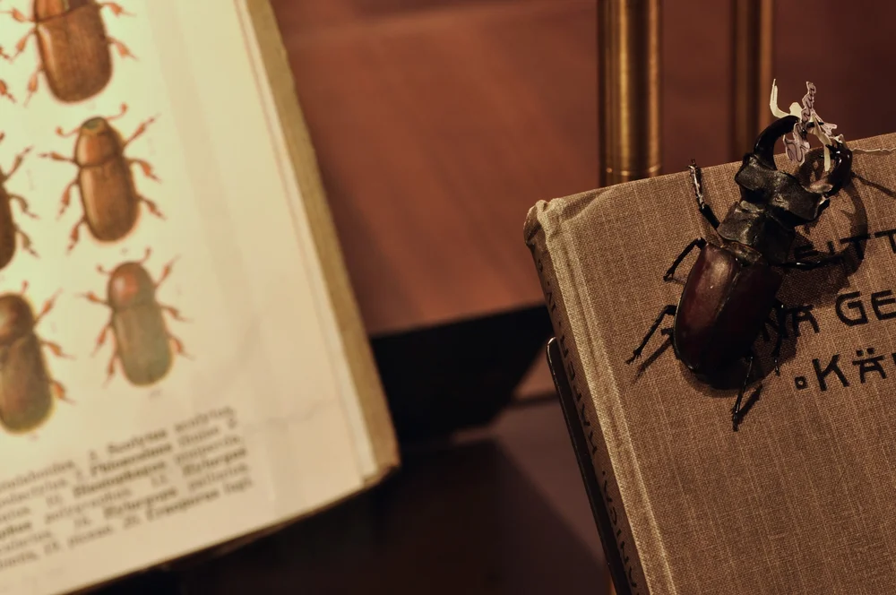 KAFKA, INSECTS, AND DISGUST — SEISMA Magazine