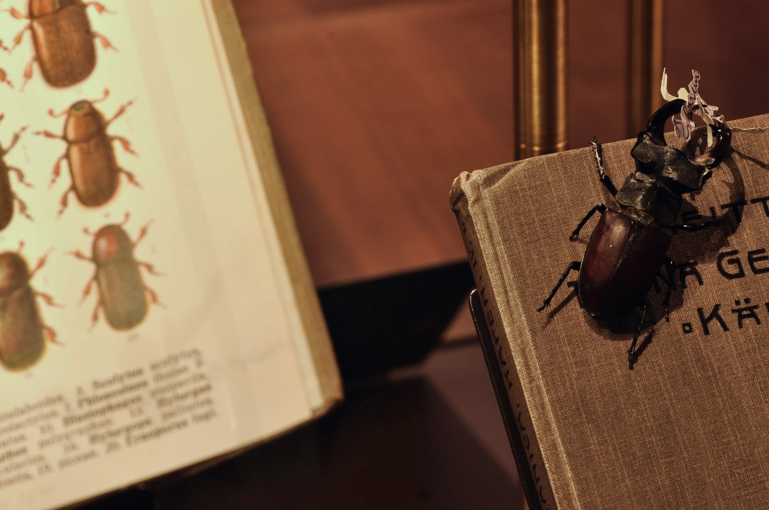 KAFKA, INSECTS, AND DISGUST — SEISMA Magazine