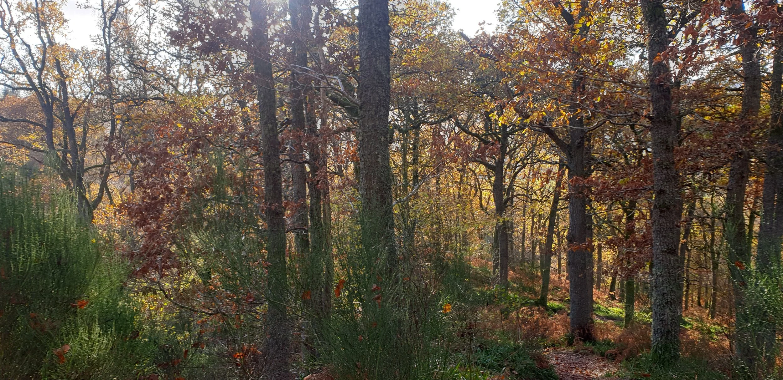 Remembering Together in Stirling — Scene Stirling