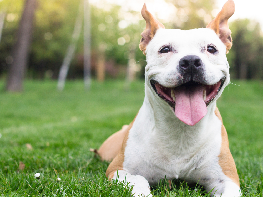 Friendly Paws Pet Supplies & Grooming