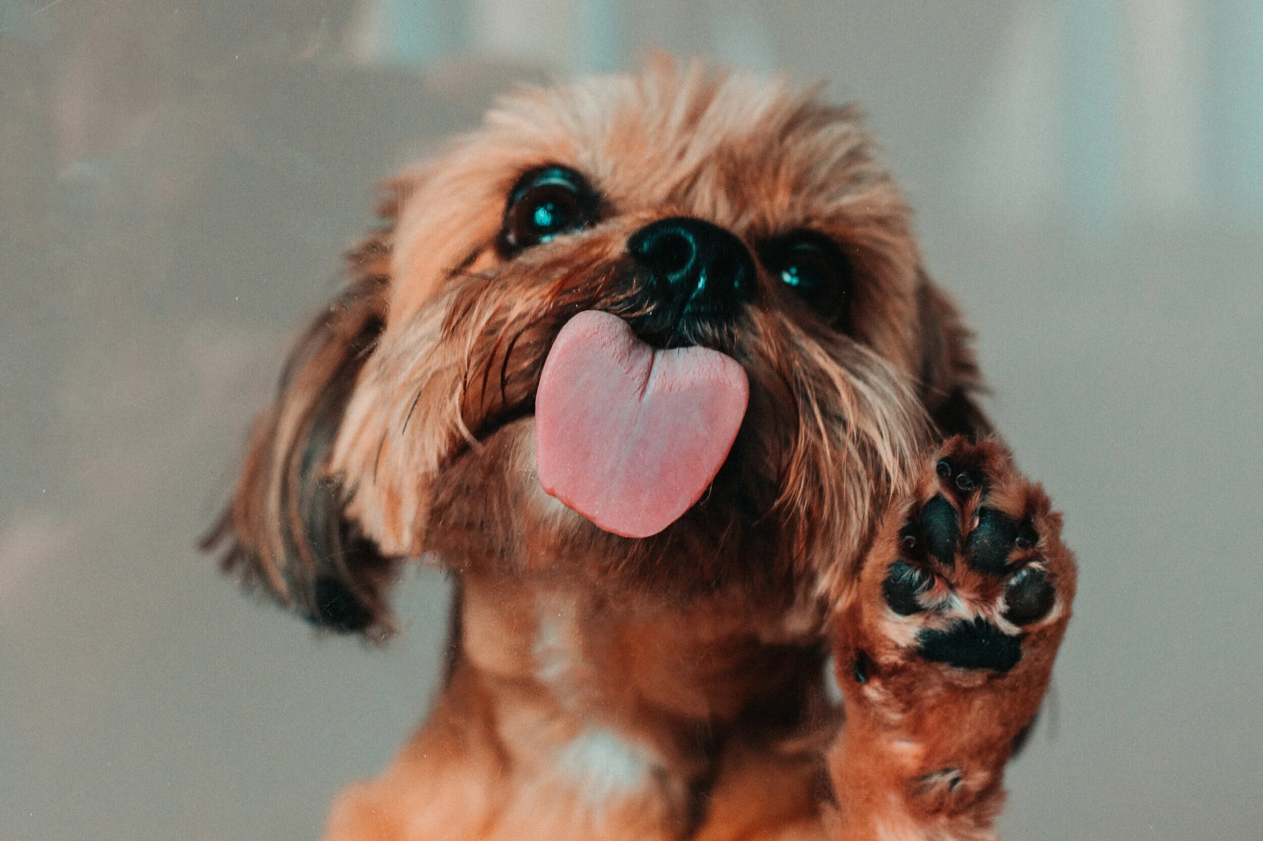 Friendly Paws Pet Supplies & Grooming