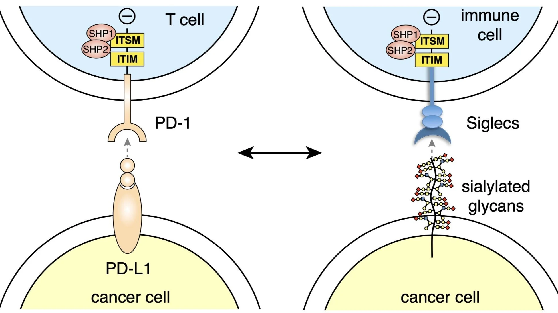 Research — Bertozzi Group