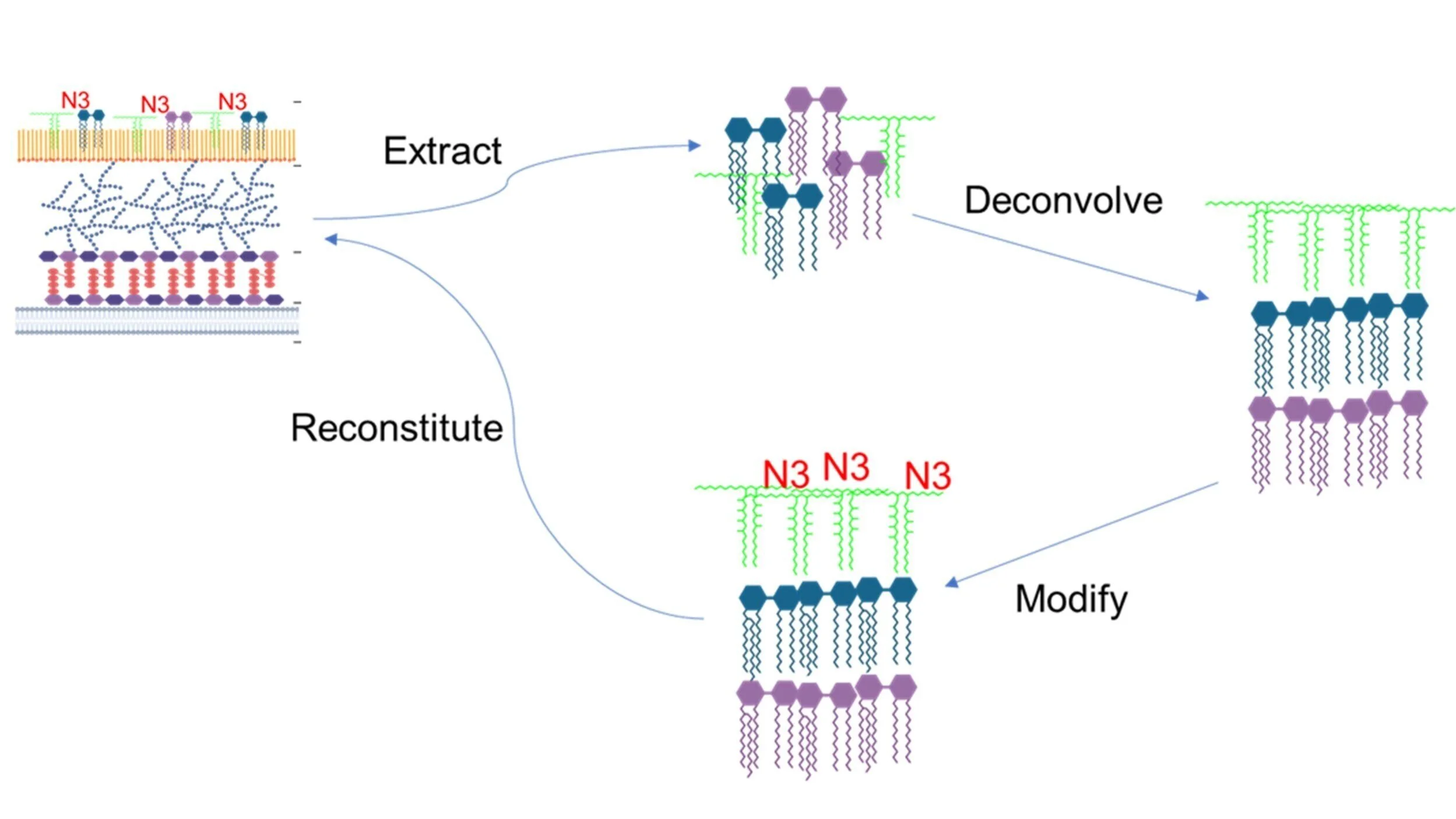 Research — Bertozzi Group