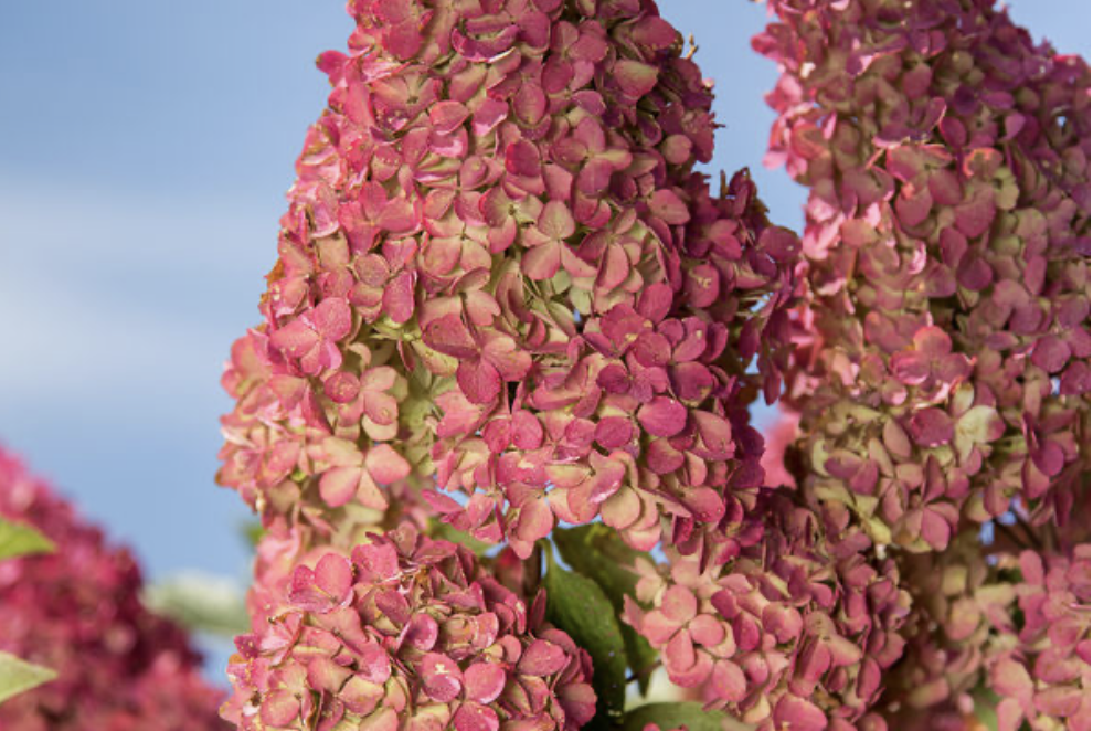 Farm Store — Berle Farm