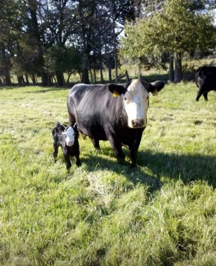 About Us — Brown Farm