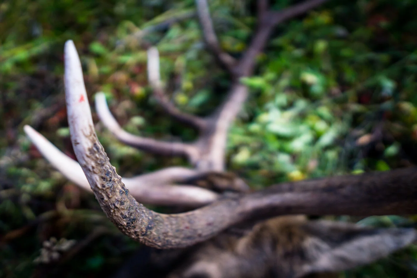 Hunts in Colorado Units 61 and 62 — Dark Timber Lodge