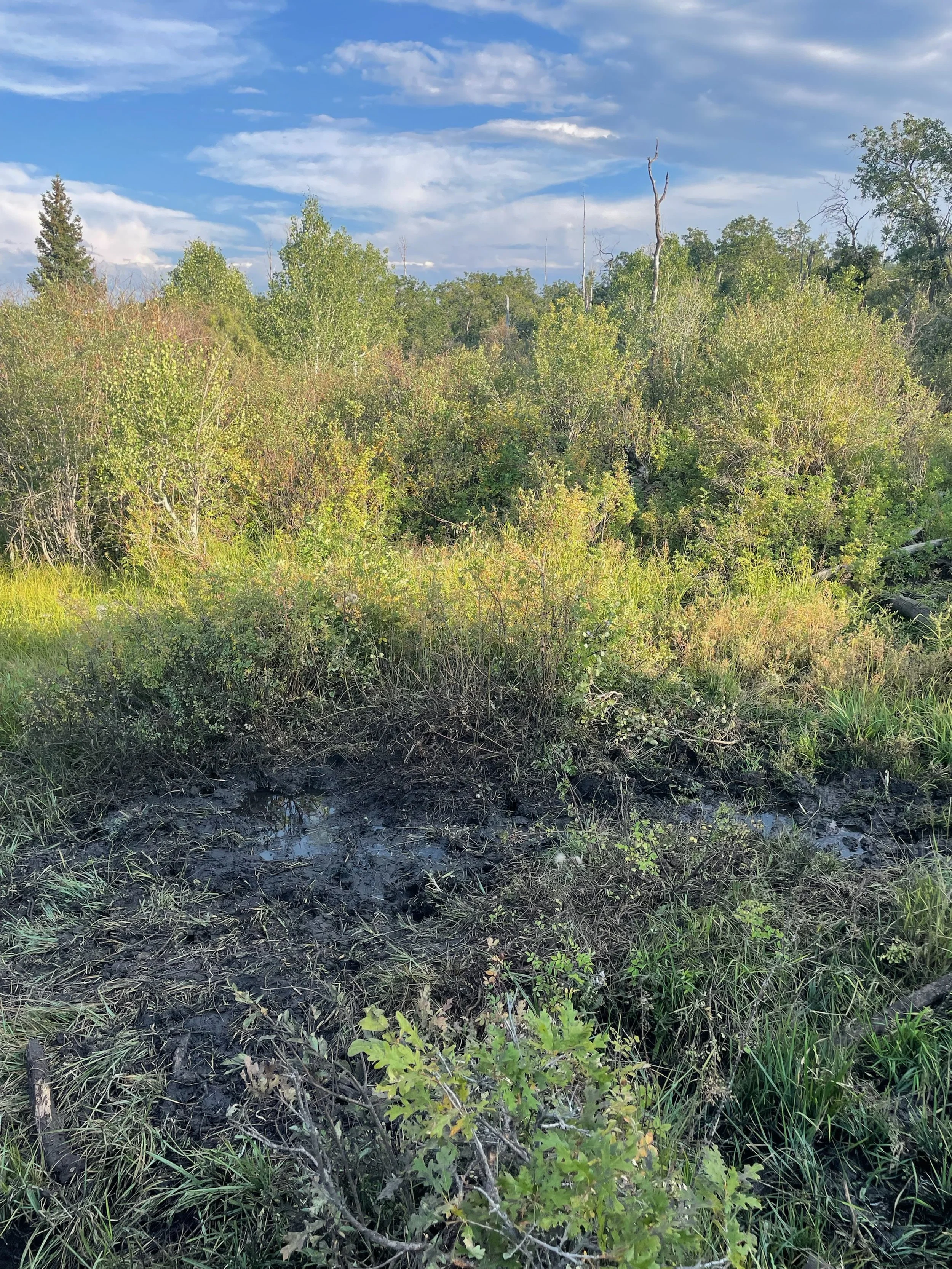 Tips for Elk Hunting Using Water and Wallows — Dark Timber Lodge