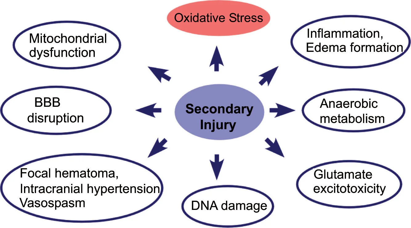 Oxidative Stress after a Brain Injury - Nurture Integrative Health Clinic