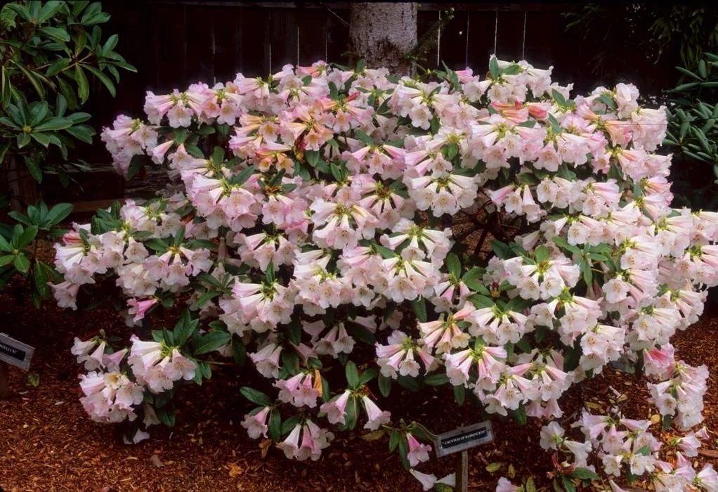 Rhododendron varieties — CJ's Plants