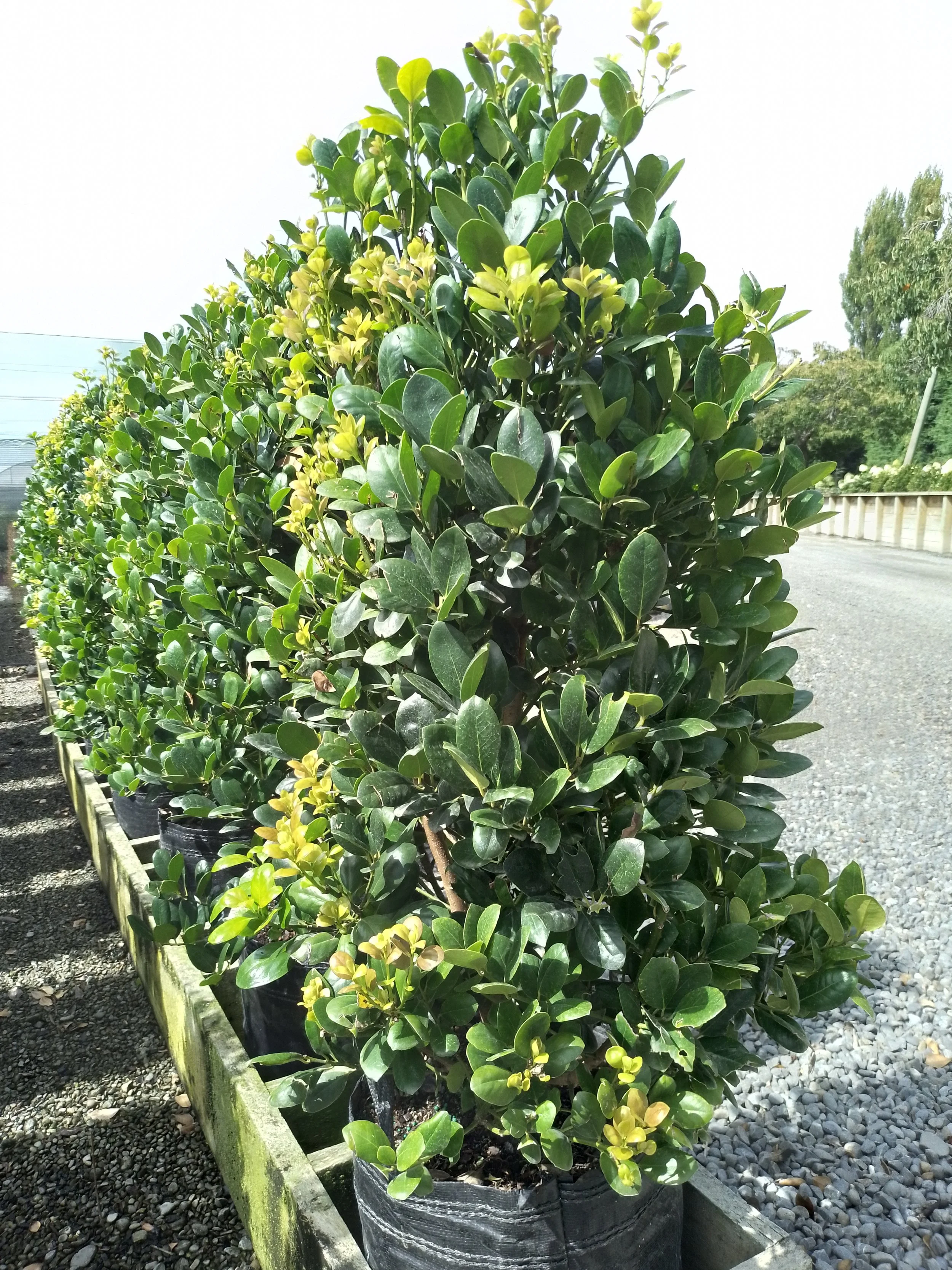 Ilex largo — CJ's Plants