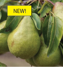 Pear 'Packhams Triumph' — CJ's Plants