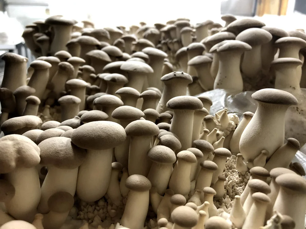 Grow-Your-Own — King Mushrooms