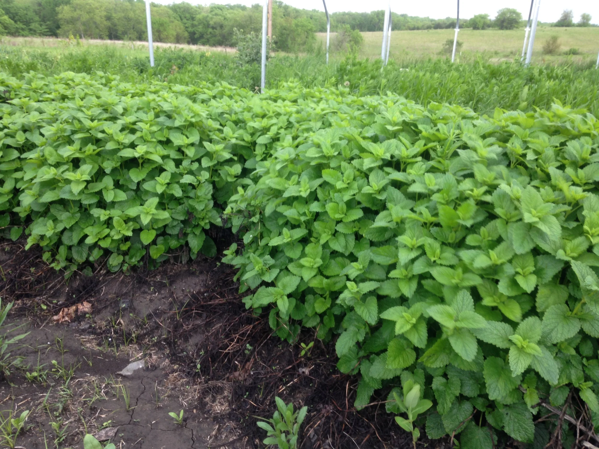 Store 1 — Sacred Sun Farm