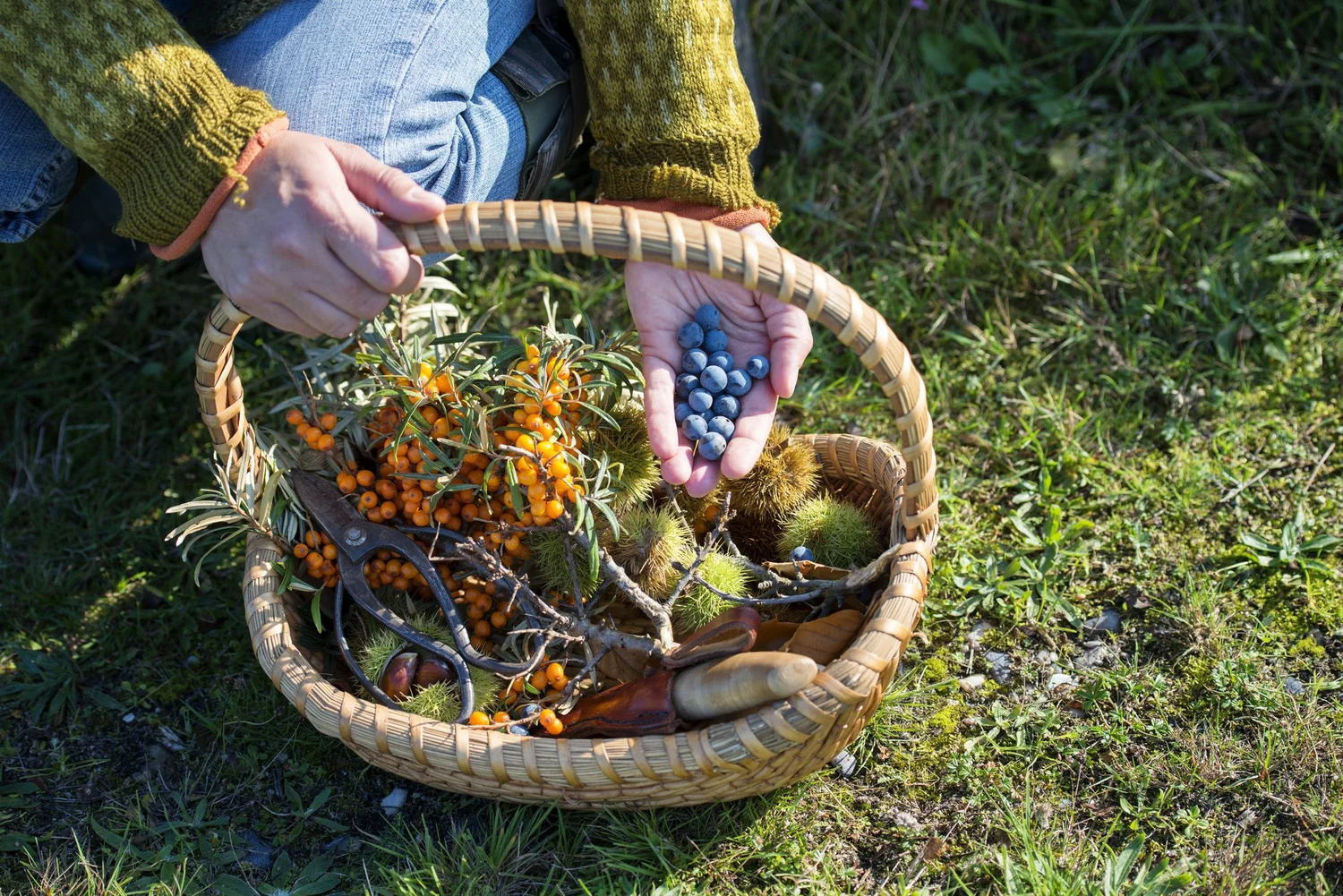Plant Healer Subscription — Plant Healer Bookstore