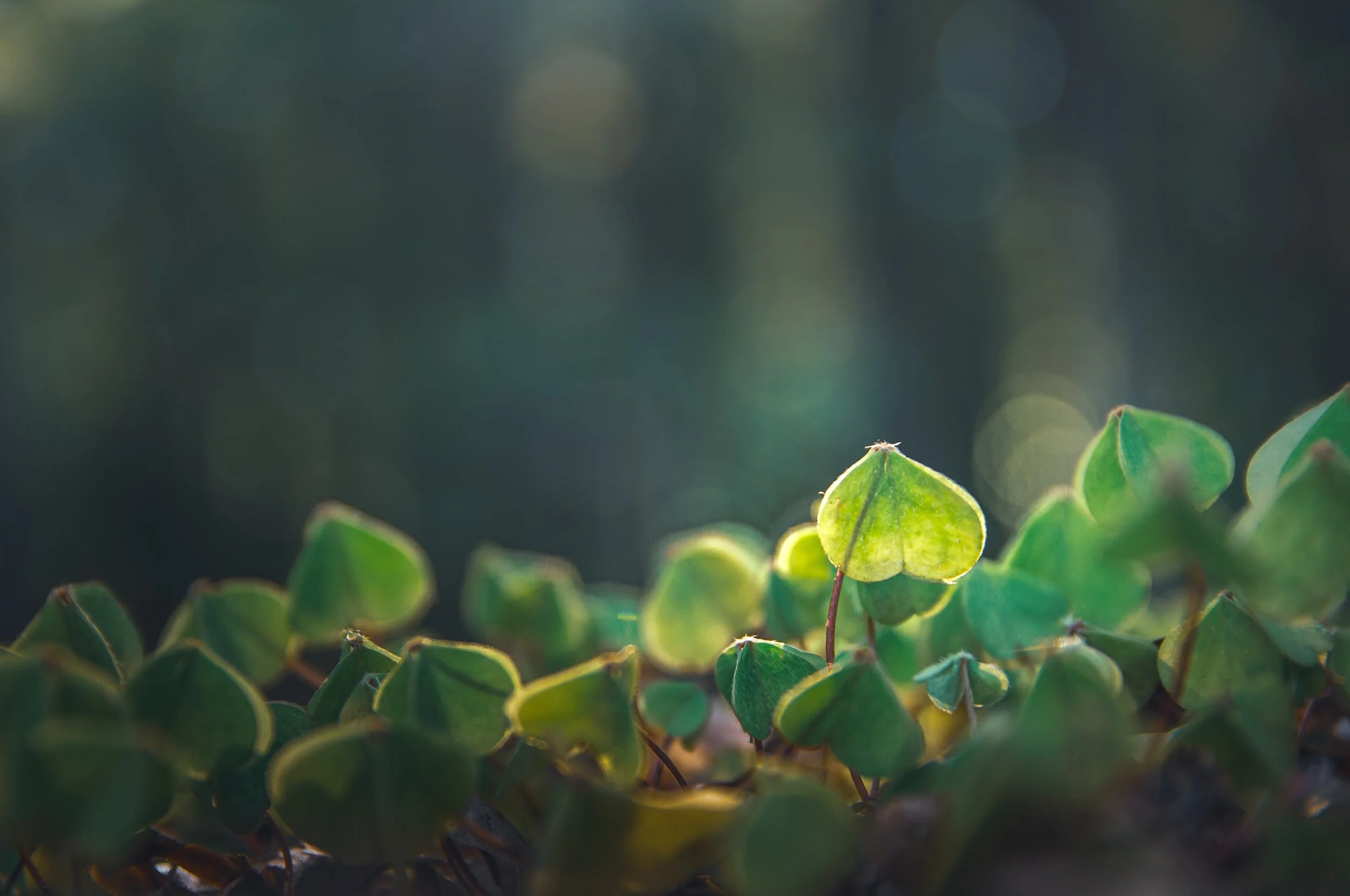 Plant Healer Subscription — Plant Healer Bookstore