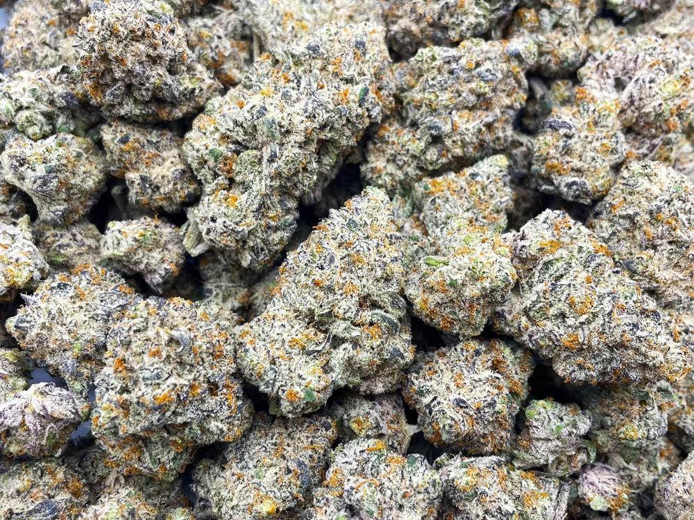 Specials — Tree Club