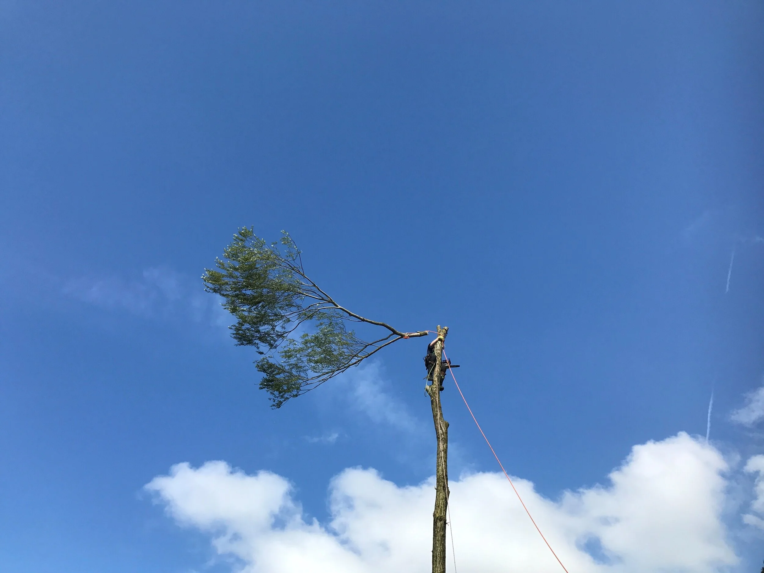 Gallery | Blue Cedar Tree Surgeons