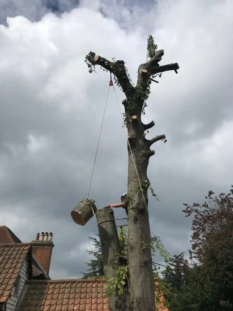 Gallery | Blue Cedar Tree Surgeons