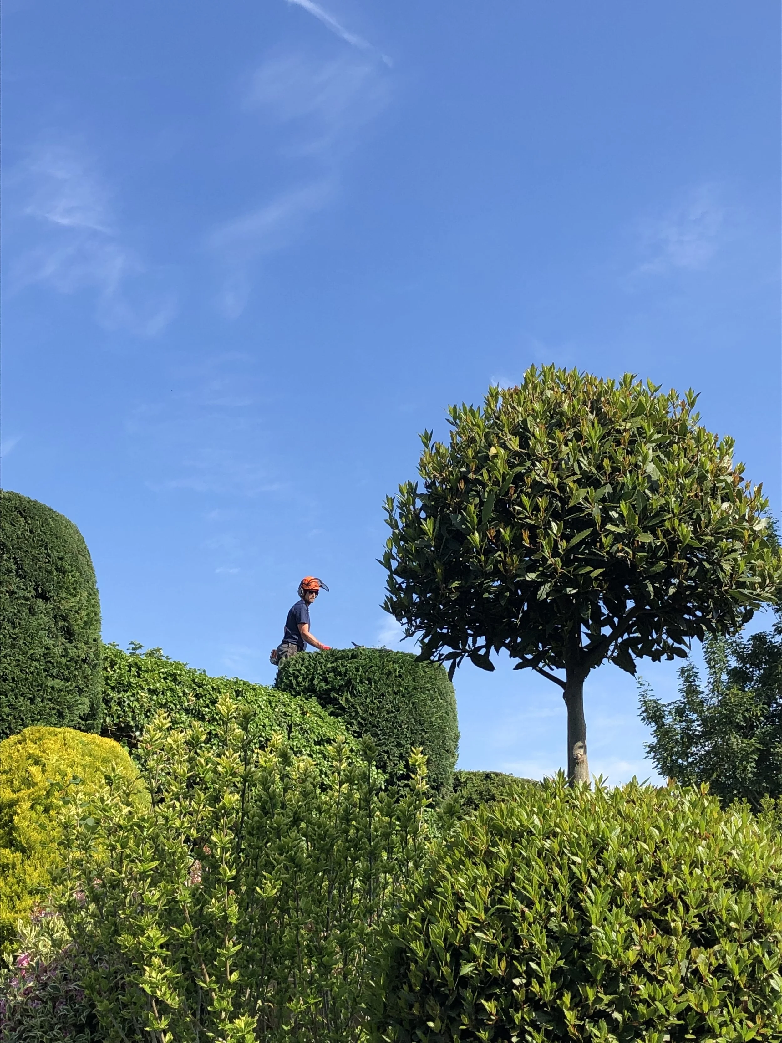 Gallery | Blue Cedar Tree Surgeons