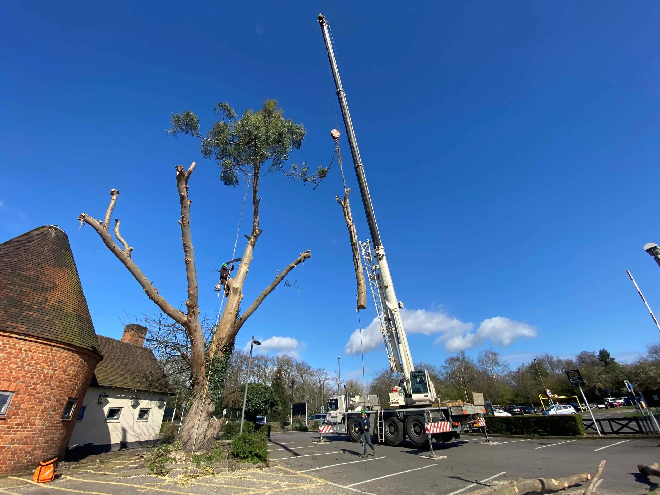 Gallery | Blue Cedar Tree Surgeons