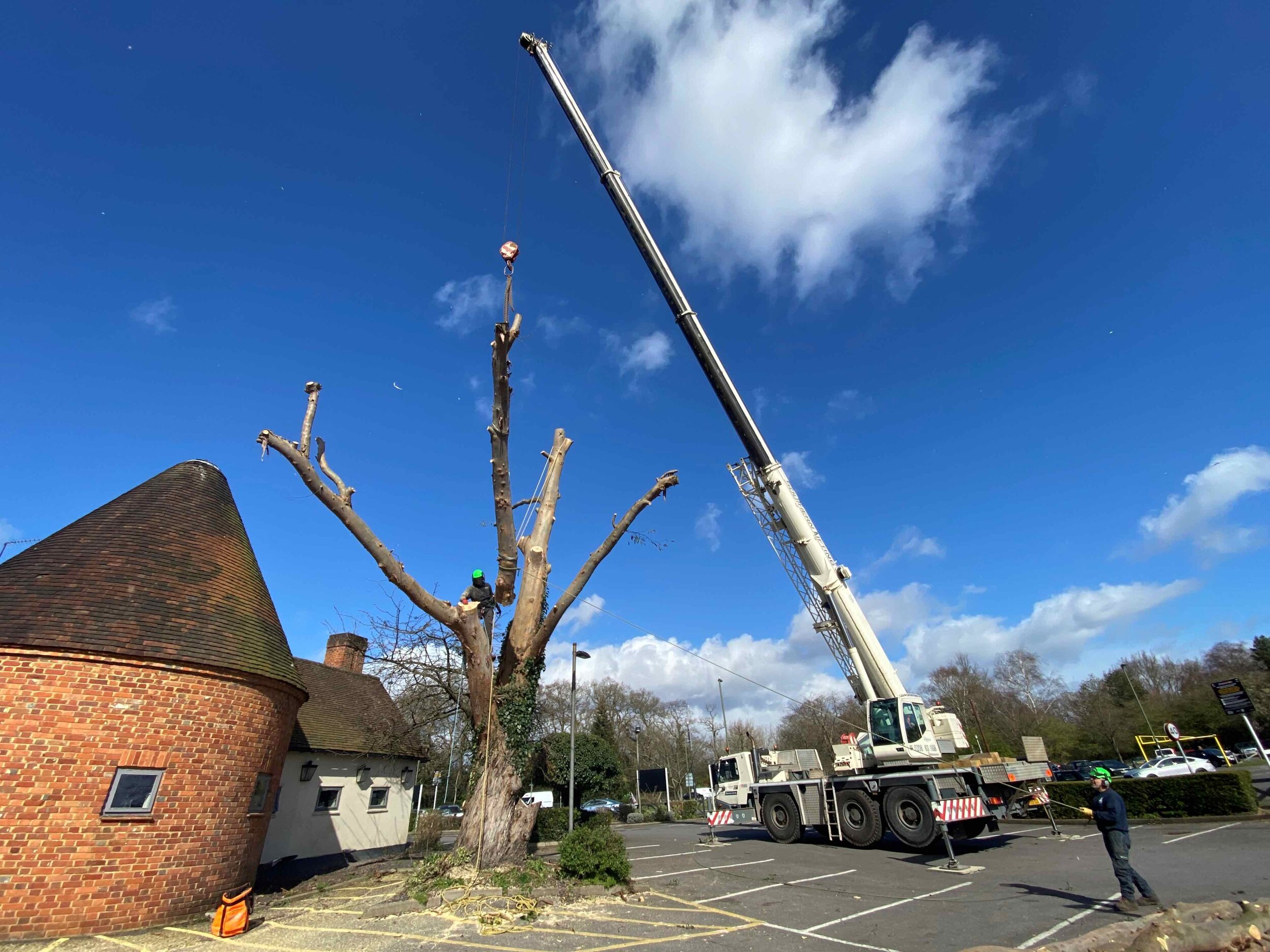 Gallery | Blue Cedar Tree Surgeons