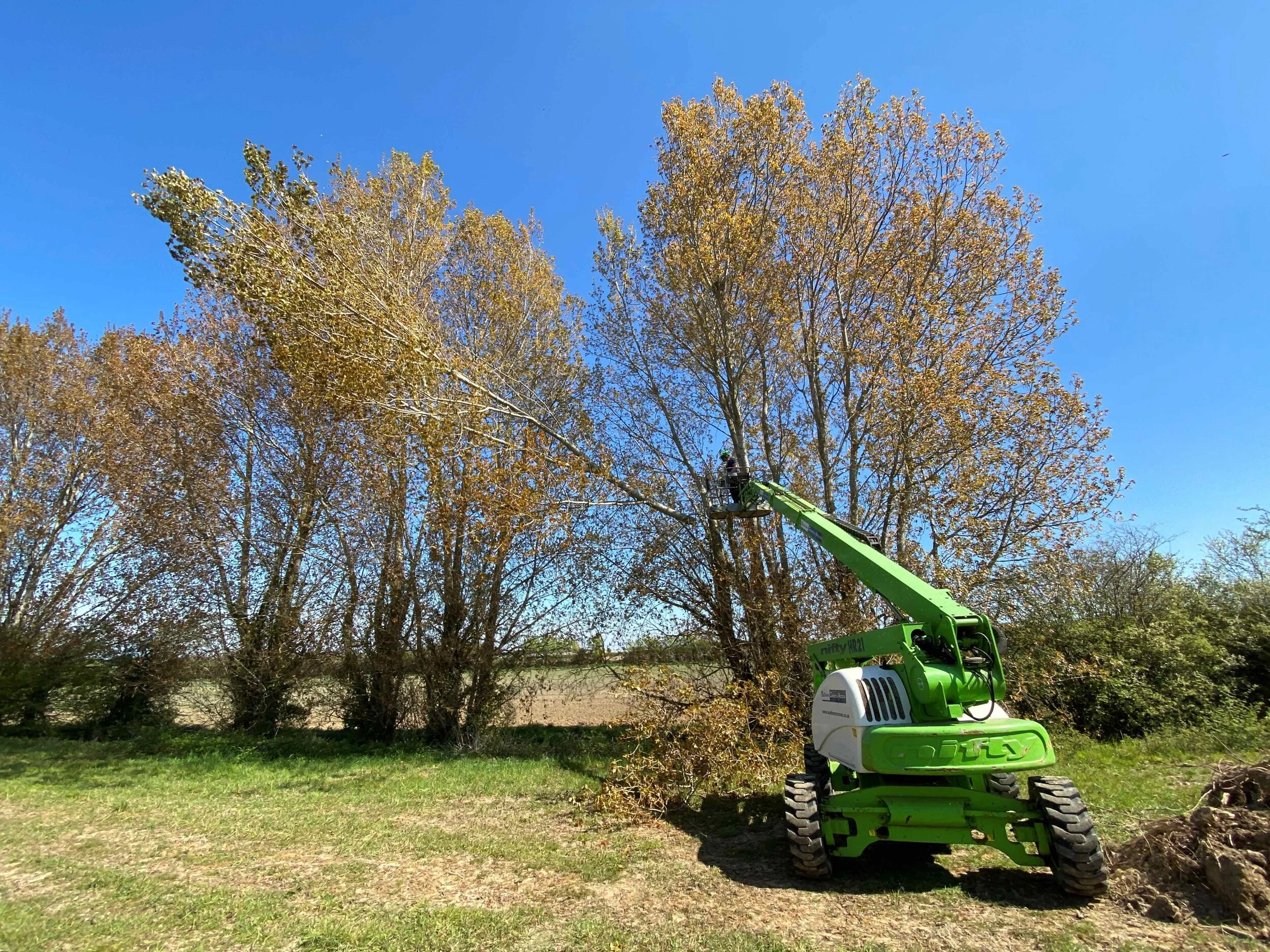 Gallery | Blue Cedar Tree Surgeons